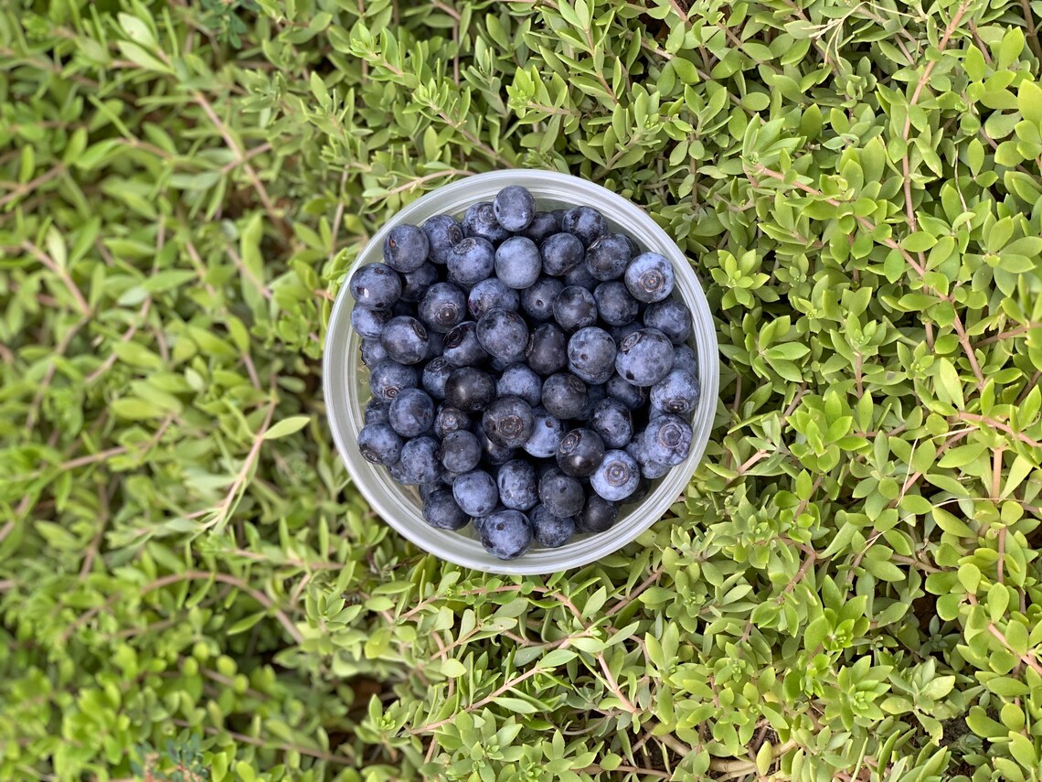 Blueberry Syrup Farm Fresh Blueberry Syrup Organic - Etsy