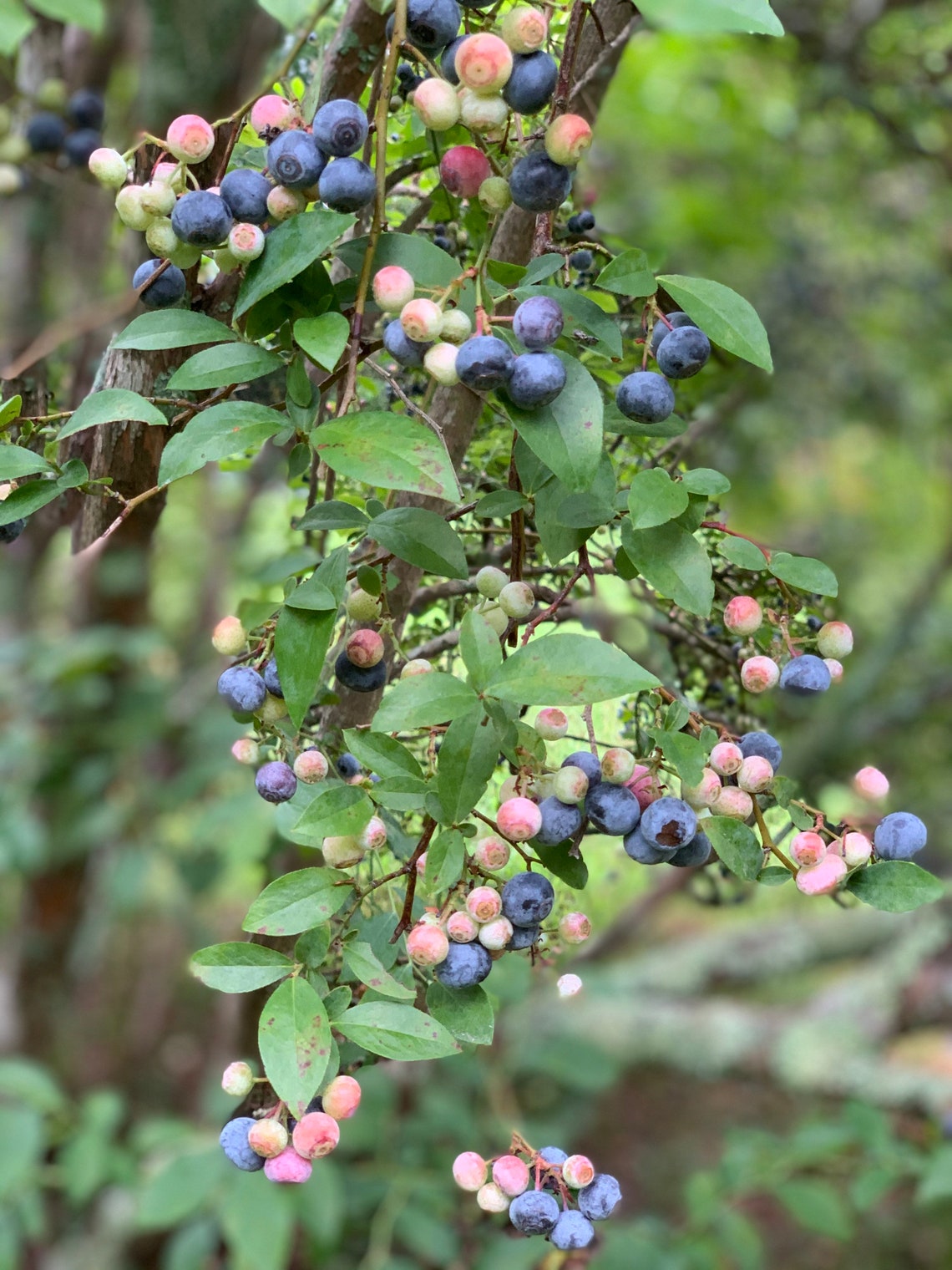 Blueberry Syrup Farm Fresh Blueberry Syrup Organic - Etsy