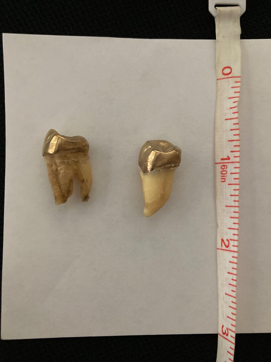 Oddities Gold Teeth Taxidermy Oddity Curiosity Curio Cabinet - Etsy