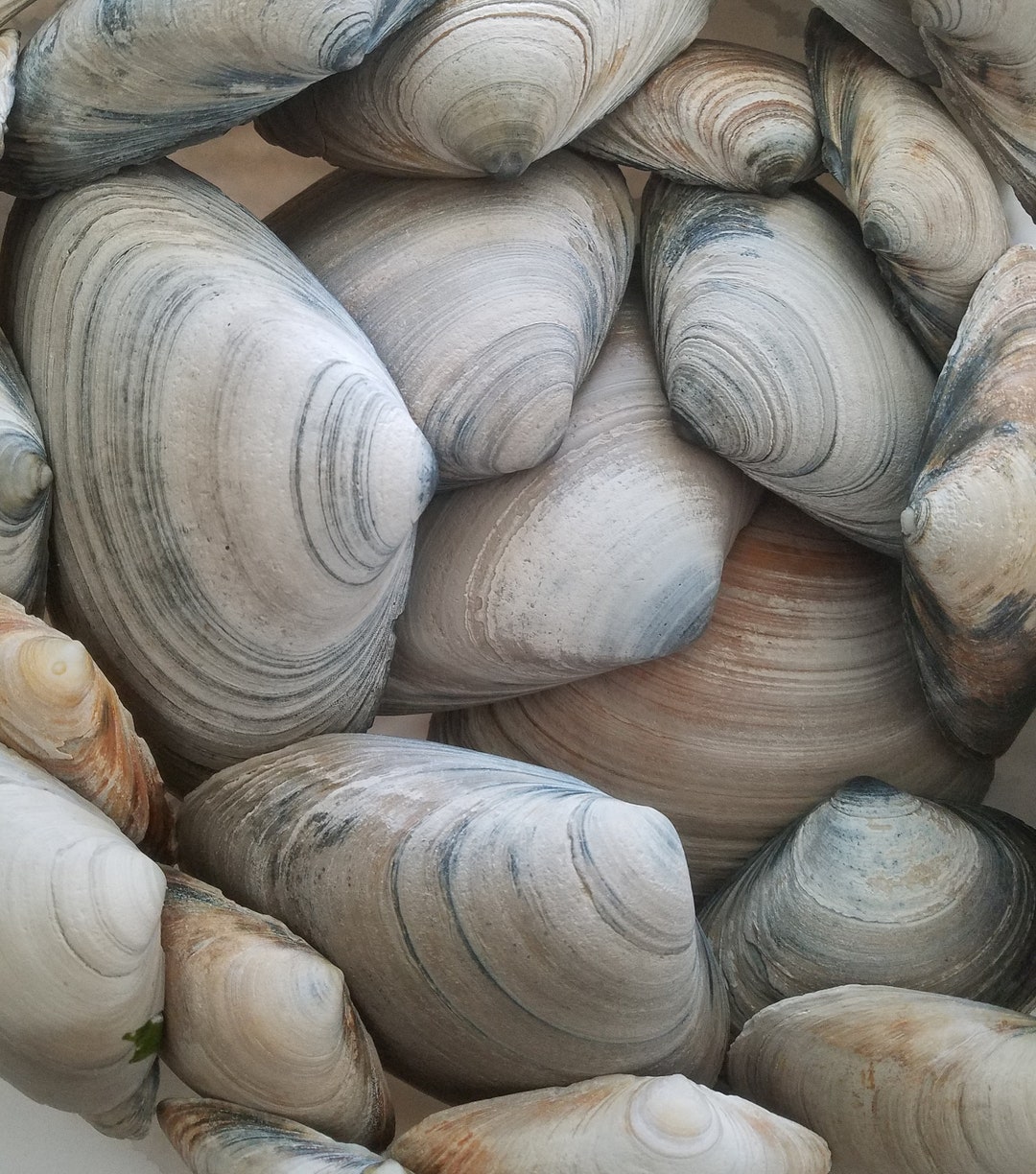 Bulk Natural Clam Seashells From Atlantic Ocean for Craft Art Supply ...
