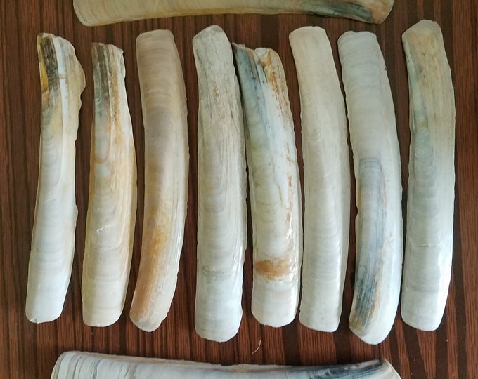 Lot of 20 Natural Atlantic Jackknife Razor Clam Shells 4.5"-6" for Art ...