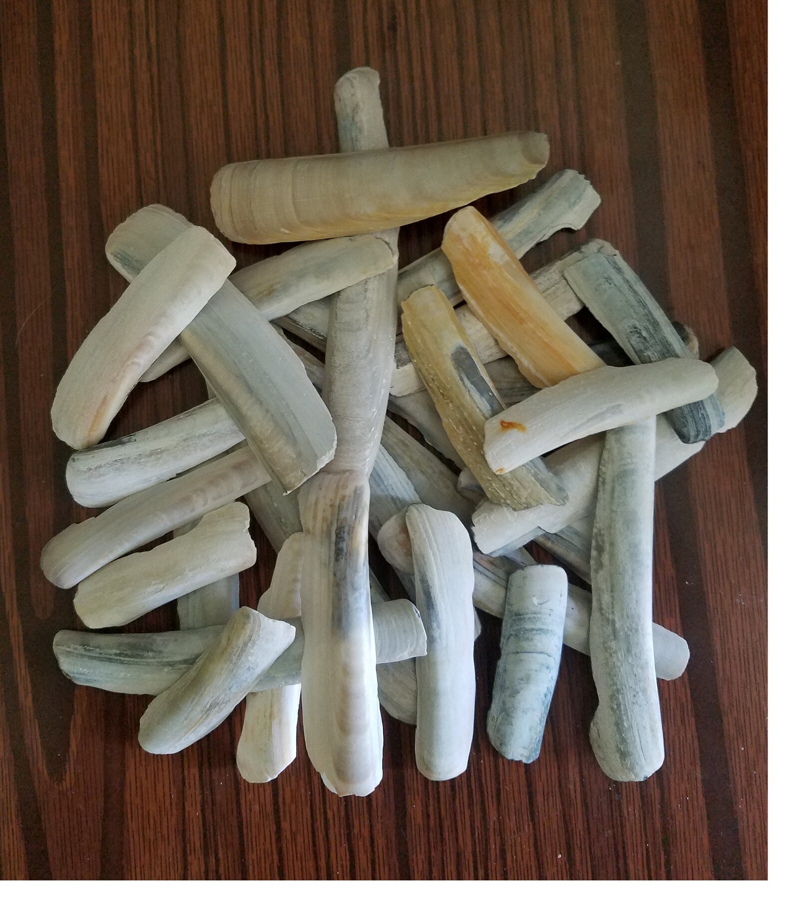 Lot of 40+ Natural Atlantic Jackknife Razor Clam Shells 2"-5" for Art ...