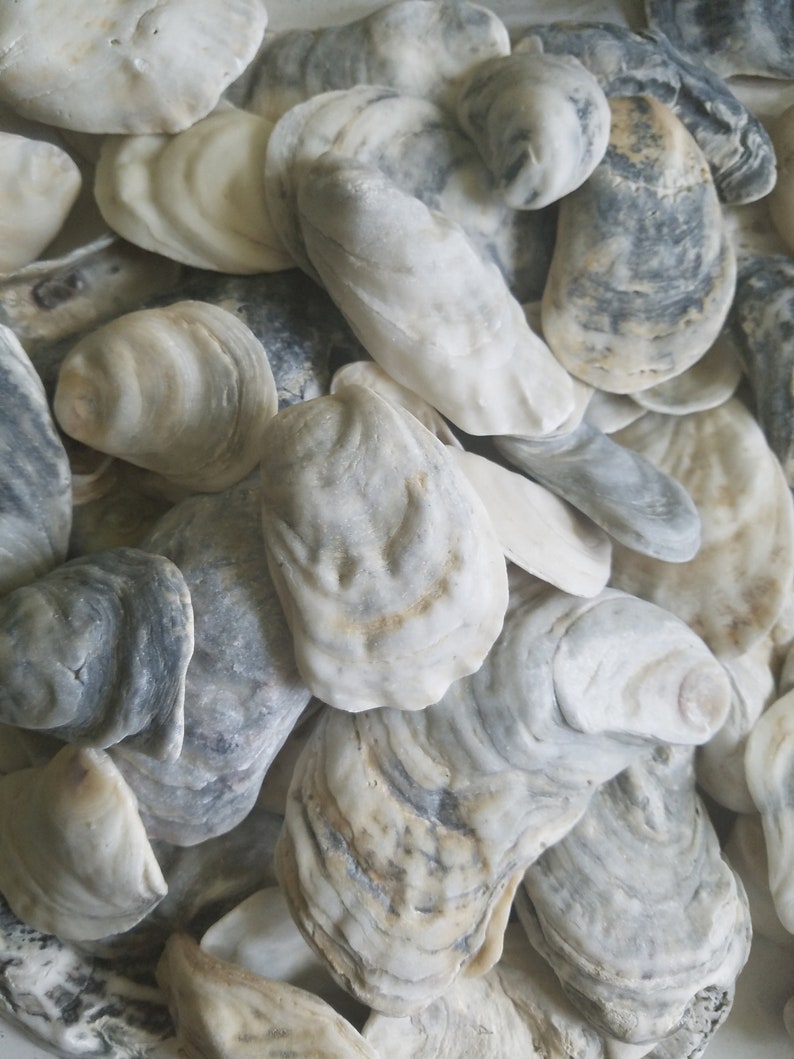 Bulk 10 Atlantic Oyster Shells size Approx 24 Long for Craft Outside ...