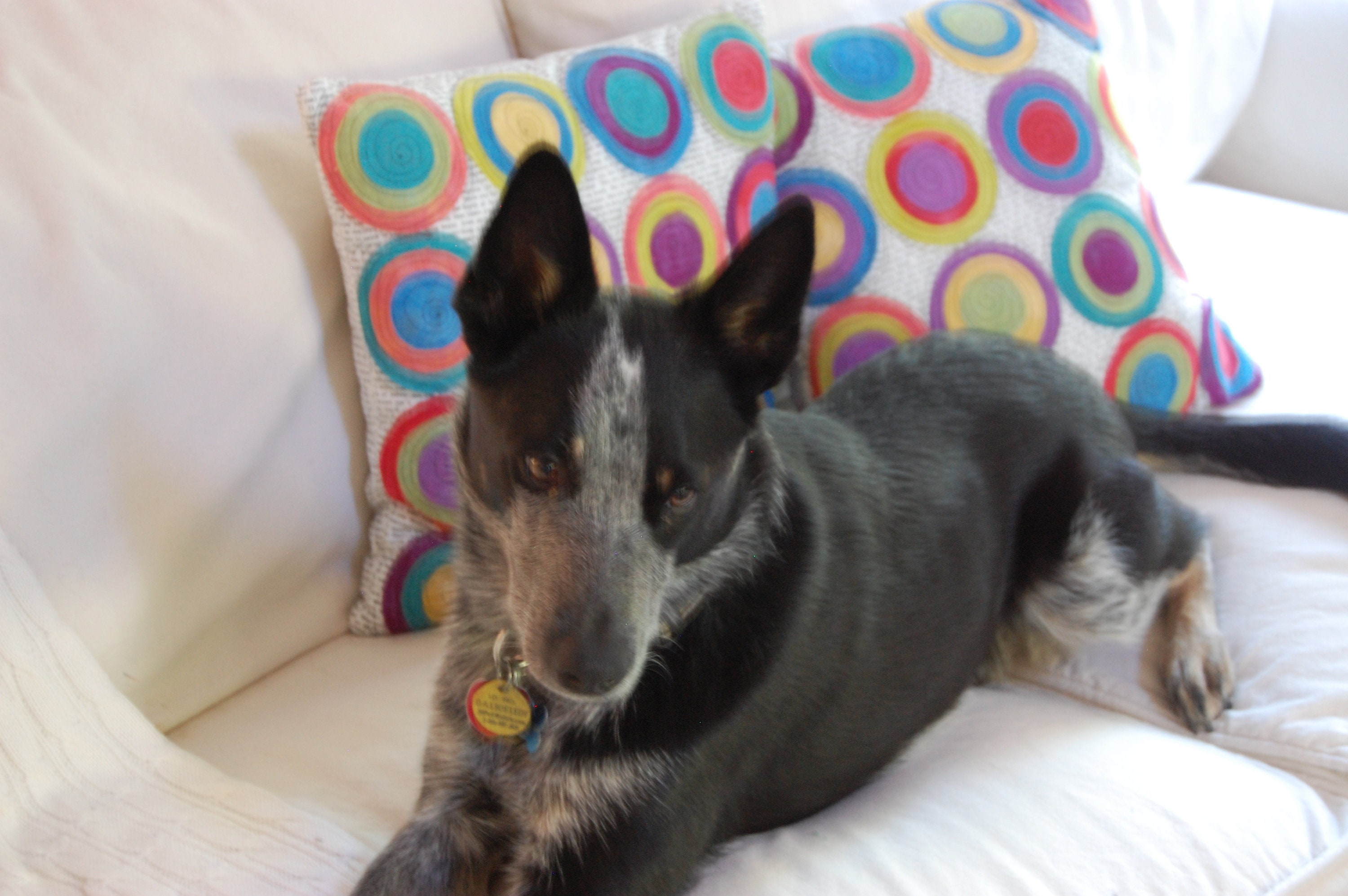 Free-form Circle Pillow - Etsy