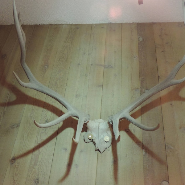 Elk Mount - Etsy