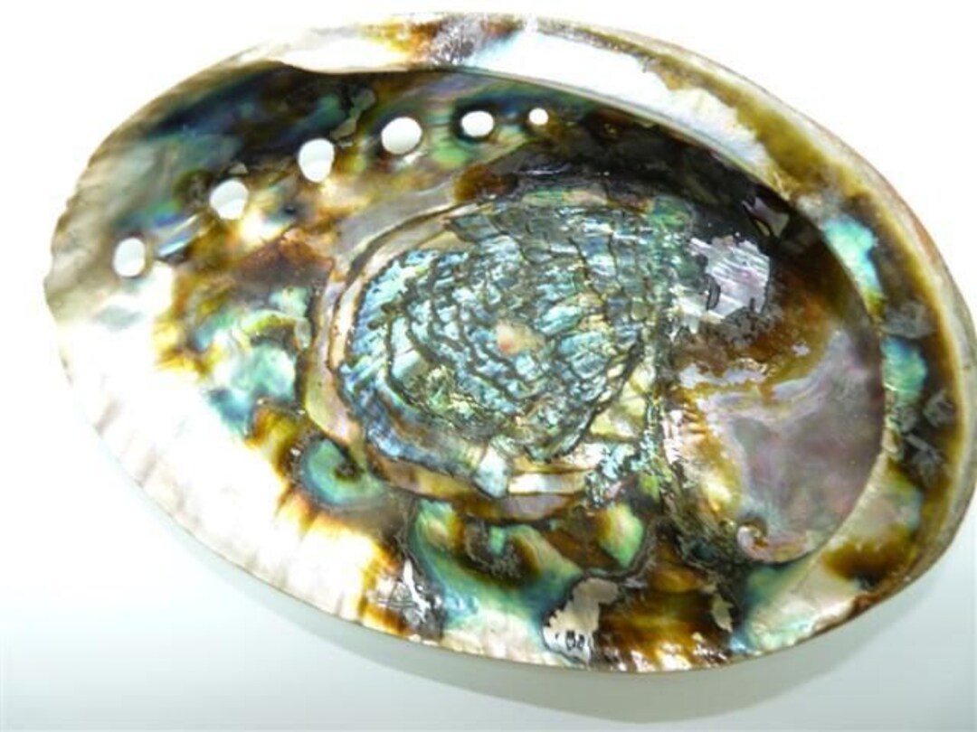 Giant Outstanding Iridescent Natural Abalone Pearl-mother-looking Shell ...