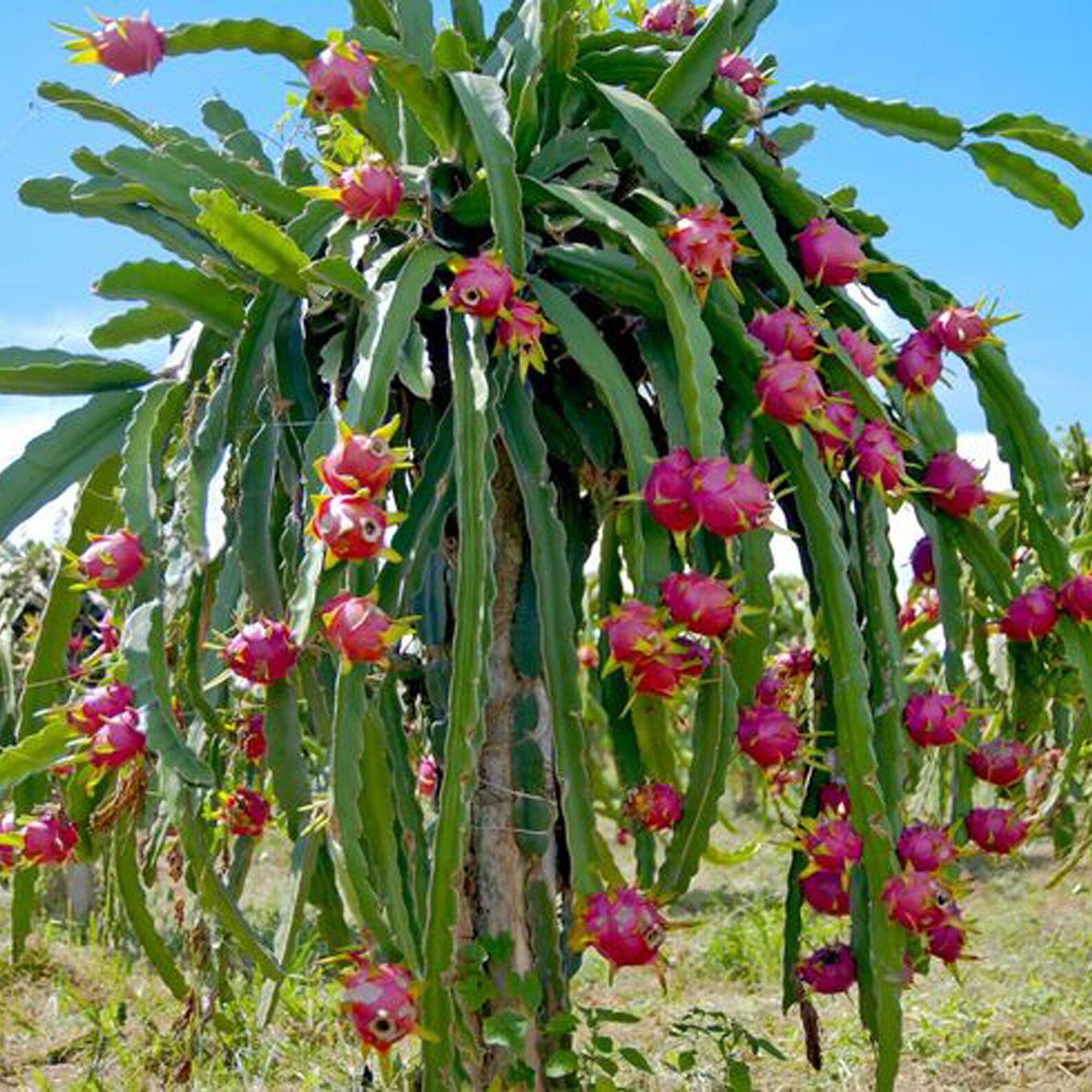 White Dragon Fruit Tree Seed, Very Easy to Grow, Germinates Readily ...