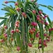 White Dragon Fruit Tree Seed, Very Easy to Grow, Germinates Readily ...