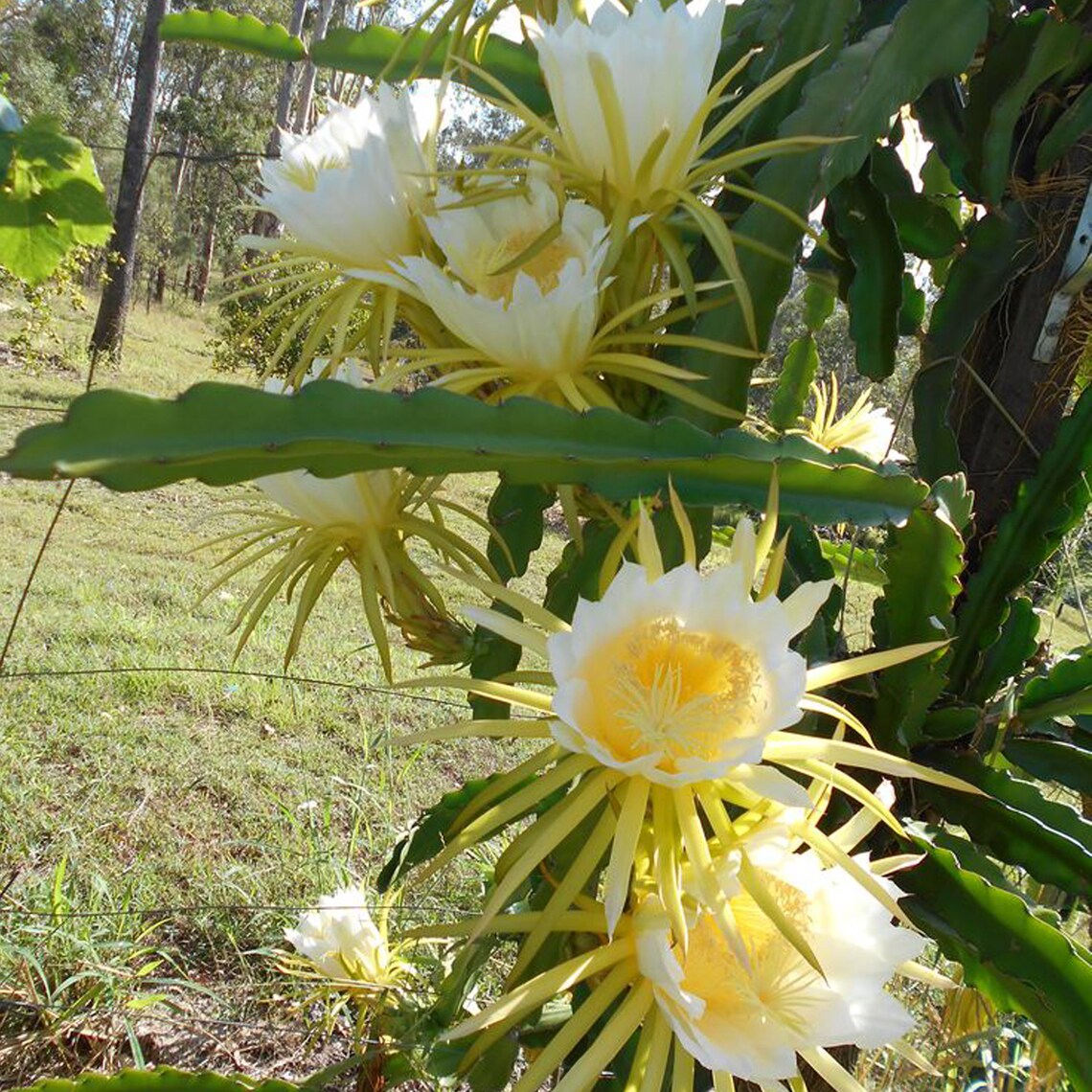 White Dragon Fruit Tree Seed, Very Easy to Grow, Germinates Readily ...