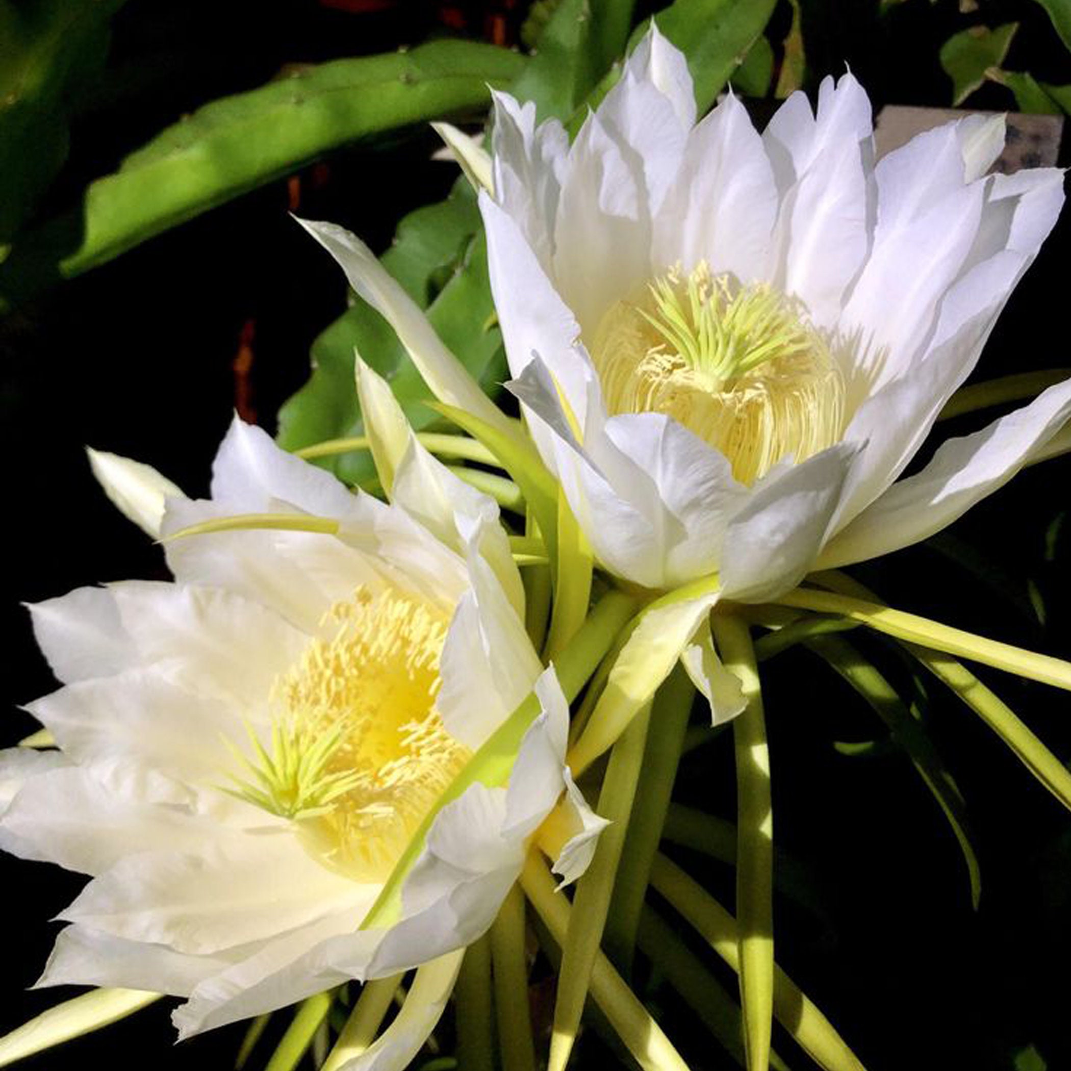 White Dragon Fruit Tree Seed, Very Easy to Grow, Germinates Readily ...