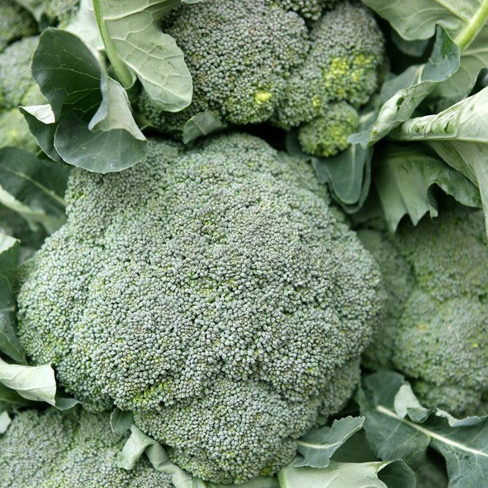 Broccoli Seeds, Destiny Broccoli Seeds, Broccoli Organic Seeds, Di ...