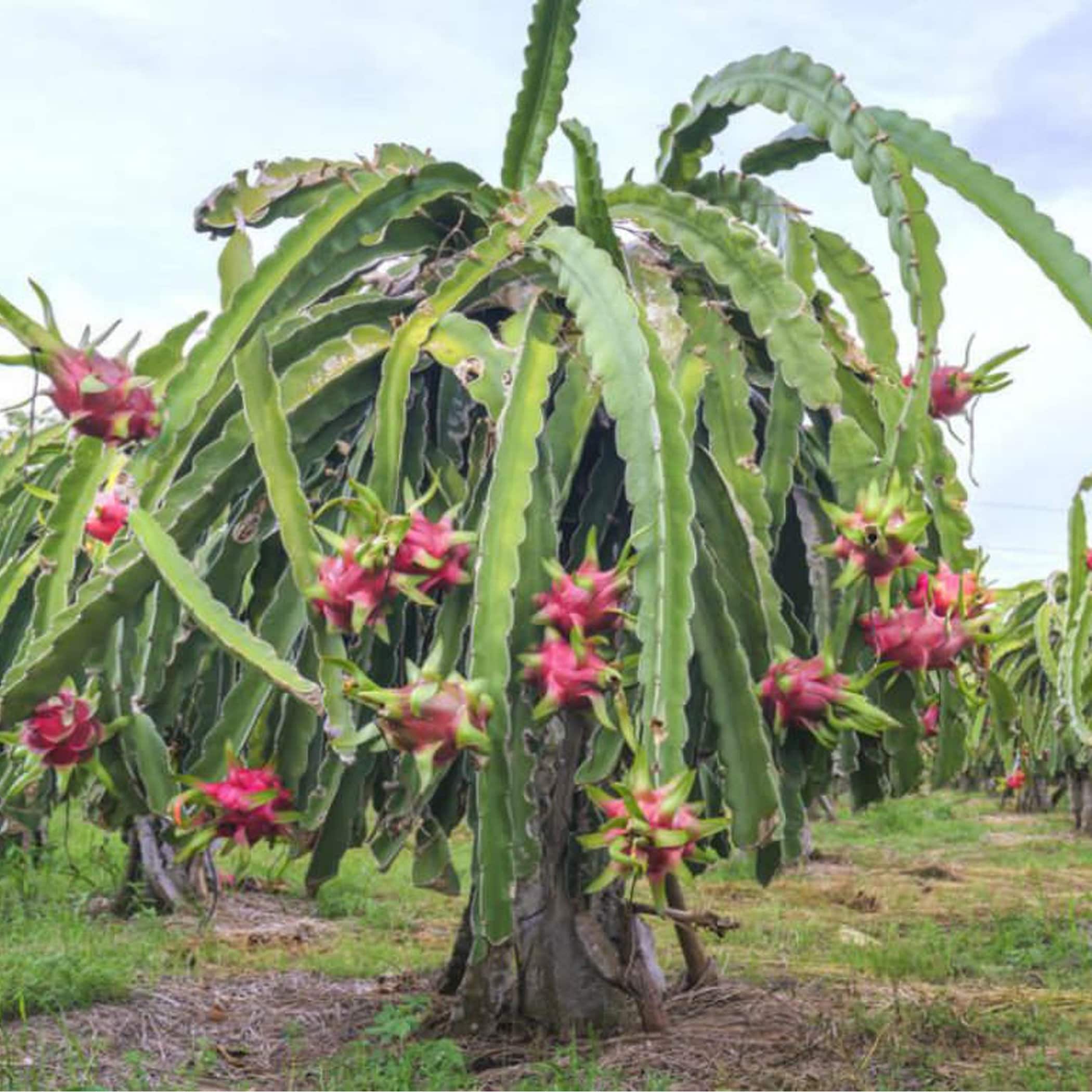 White Dragon Fruit Tree Seed, Very Easy to Grow, Germinates Readily ...