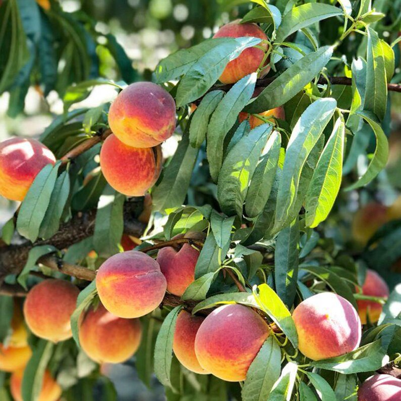 Peach Tree Seeds Dwarf ( 3 Seeds), Prunus Persica "nemaguard" (peach ...