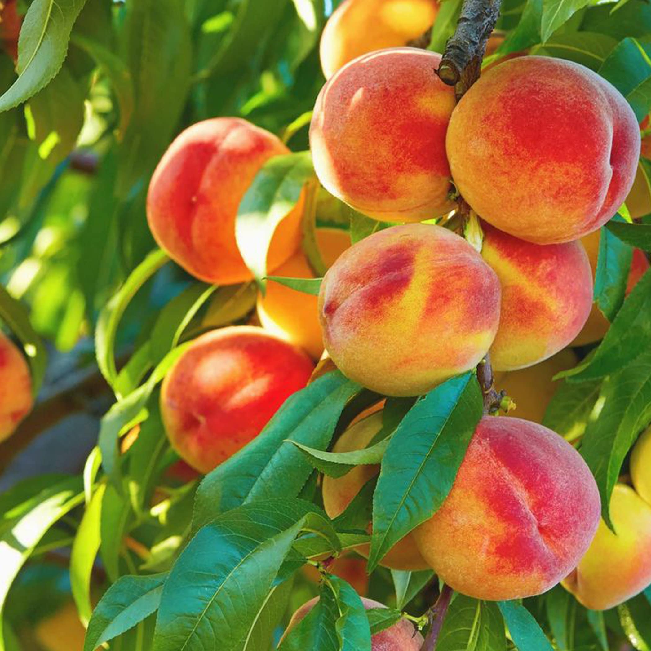 Peach Tree Seeds Dwarf ( 3 Seeds), Prunus Persica "nemaguard" (peach ...