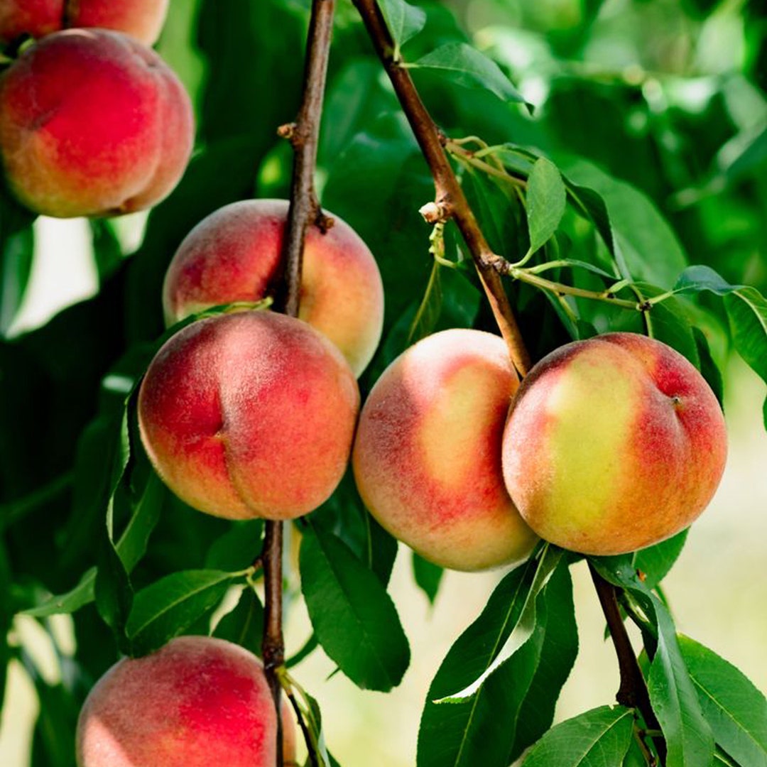 Peach Tree Seeds Dwarf ( 3 Seeds), Prunus Persica "nemaguard" (peach ...