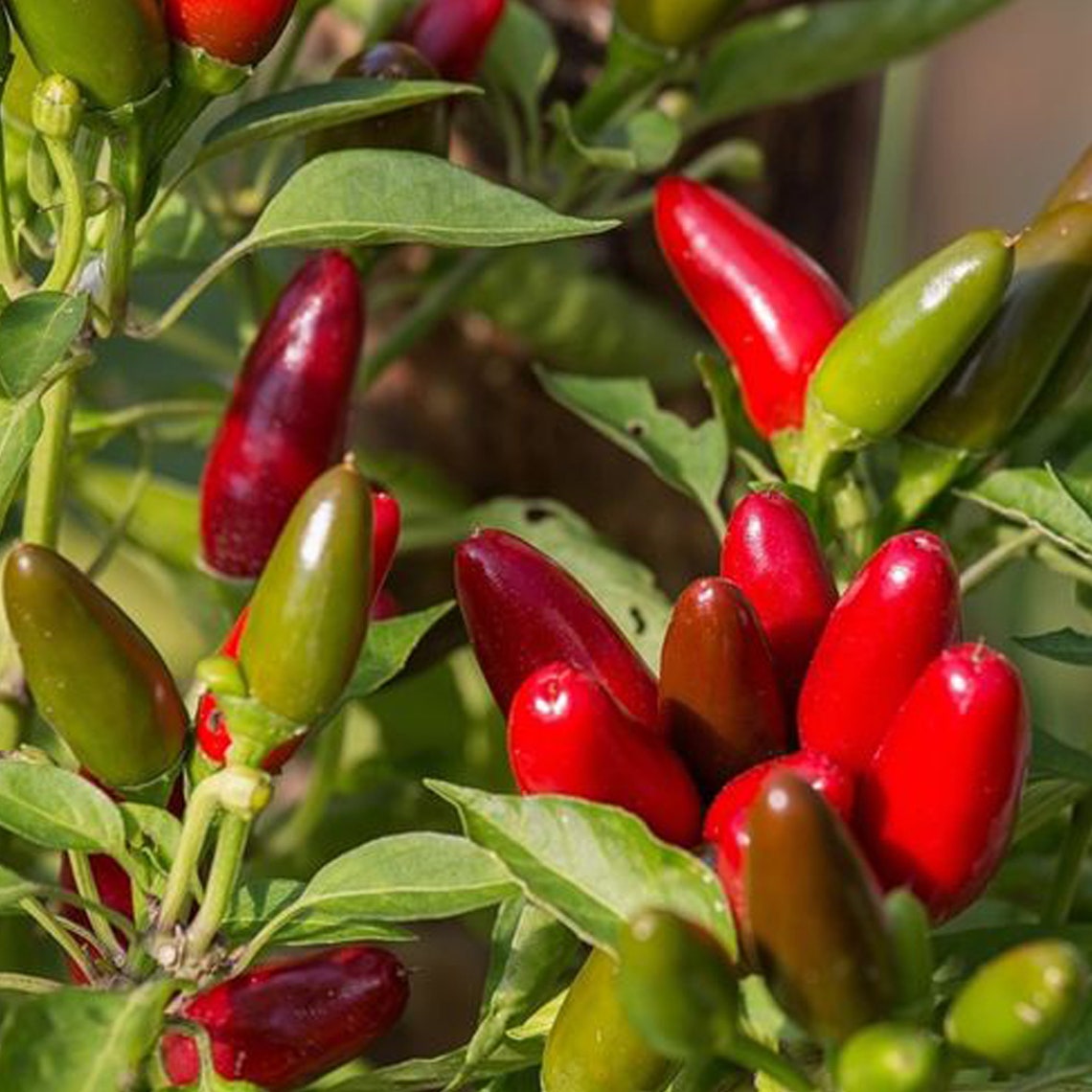 10 Guam BOONIE PEPPER SEEDS, Hot Chili Pepper Seeds, Individual Seed ...