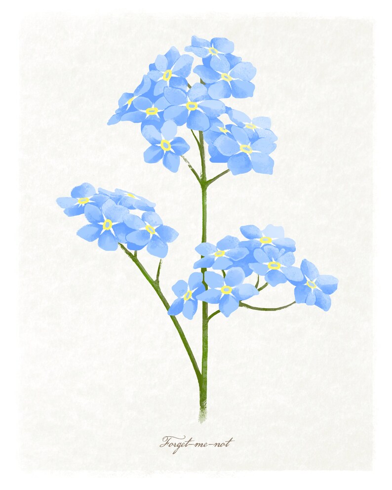 Forget Me Not Flower Art Print Forget-me-not Print Vintage - Etsy