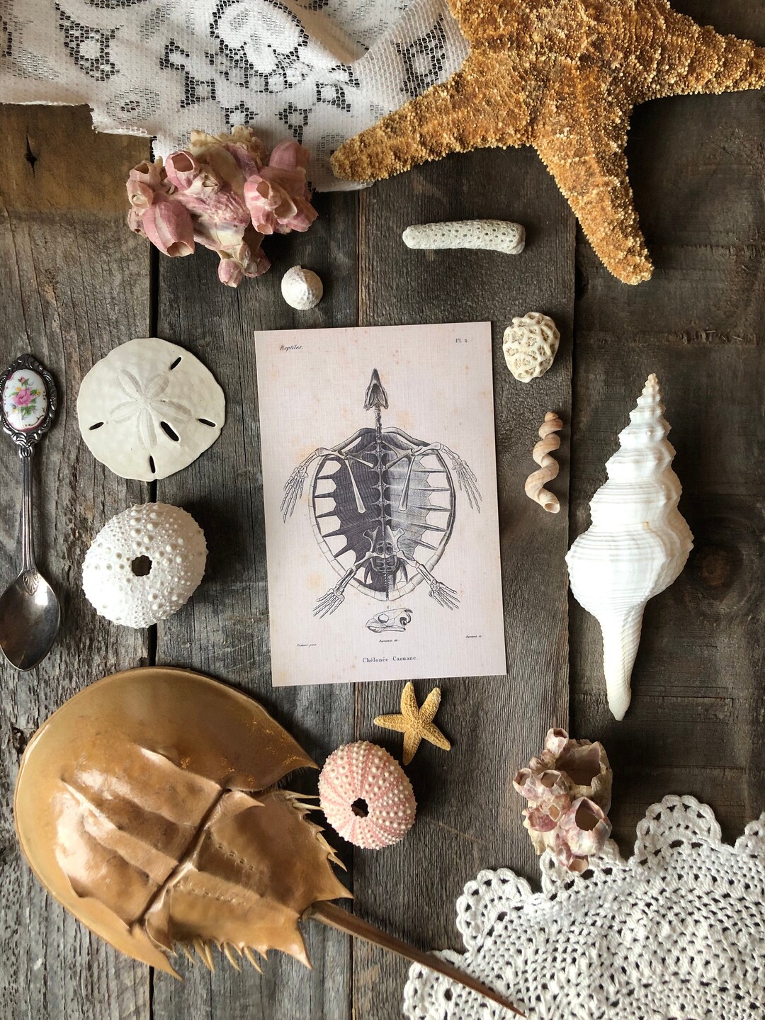 Loggerhead Sea Turtle Skeleton Natural History Print | 4x6 on Linen ...