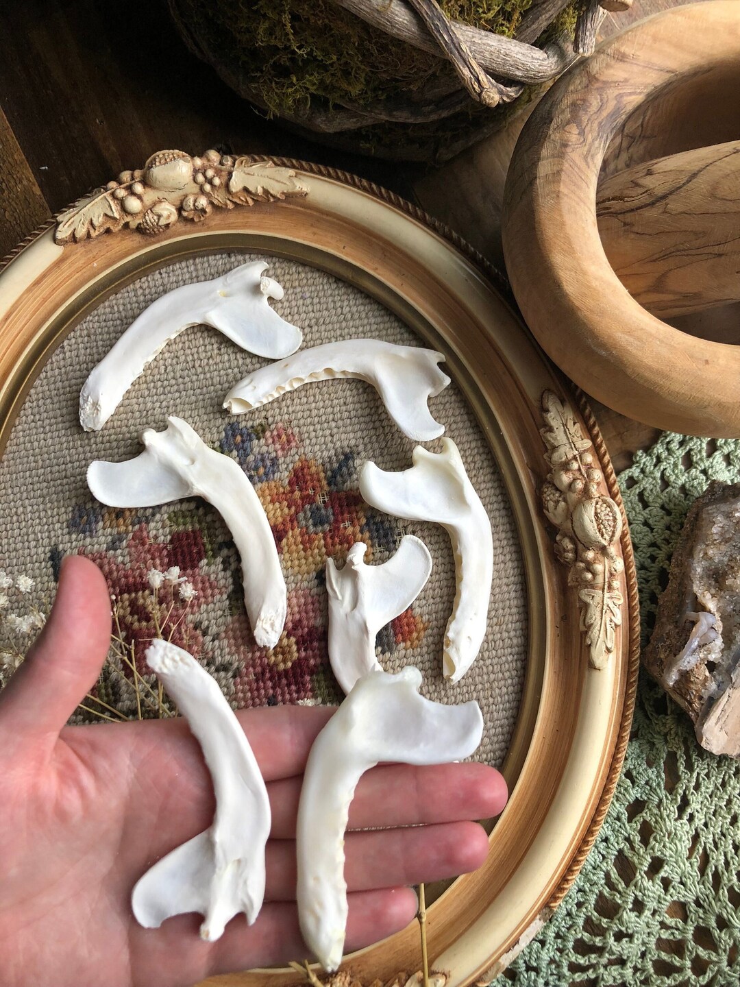 1 Craft Grade Real Raccoon Jawbone (no Teeth) | Real Animal Bones ...