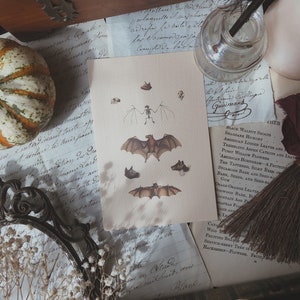 Bats of Autumn Natural History Print 4x6 on Linen Paper Dark ...