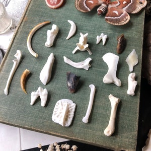 Bone Casting & Collecting Mystery Box Osteomancy Bone Divination Bones for Jewelry Jewelry ...