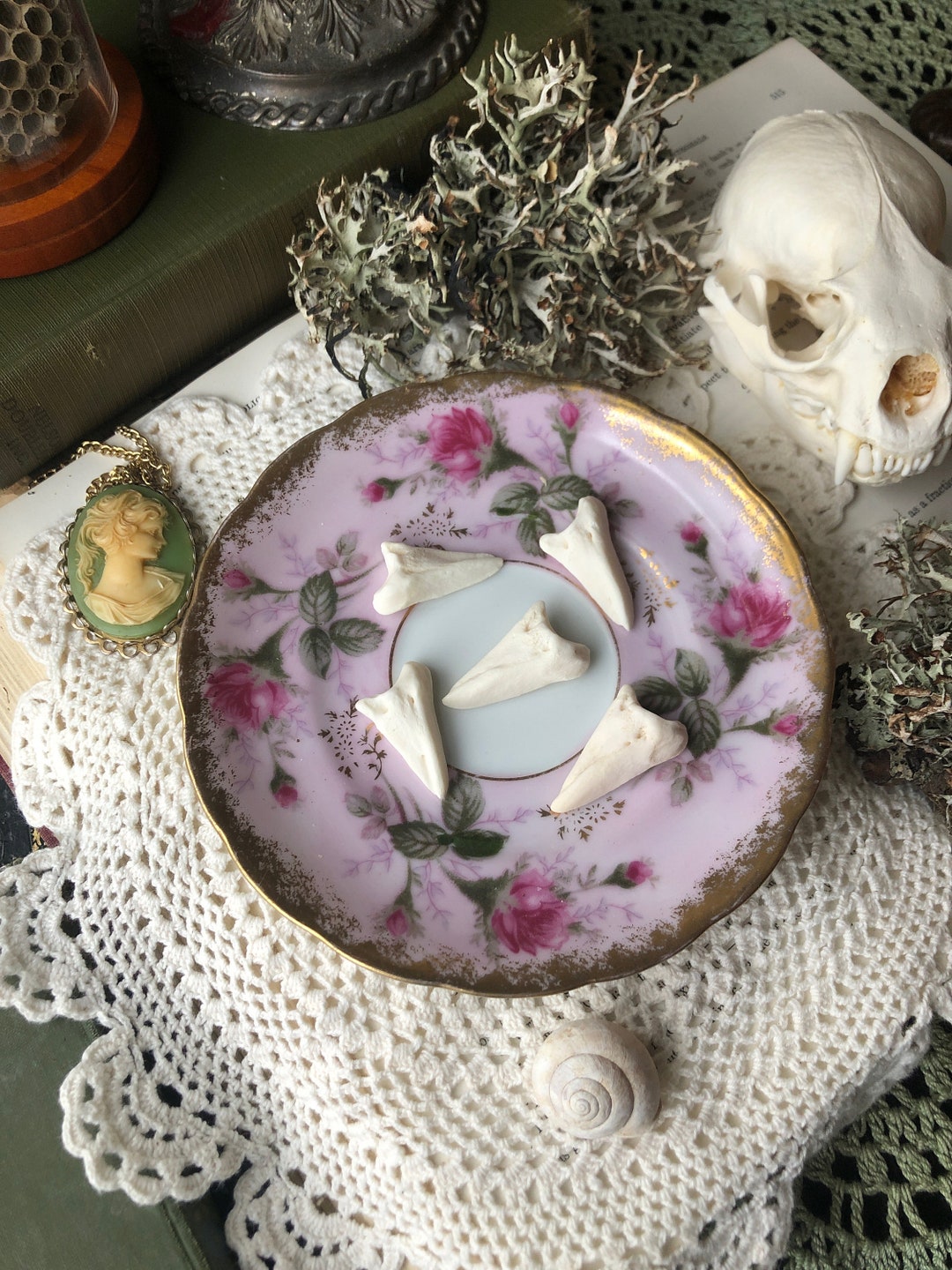 1 Deer Coffin Bone Real Animal Bones Cabinet of Curiosities Curiosities ...