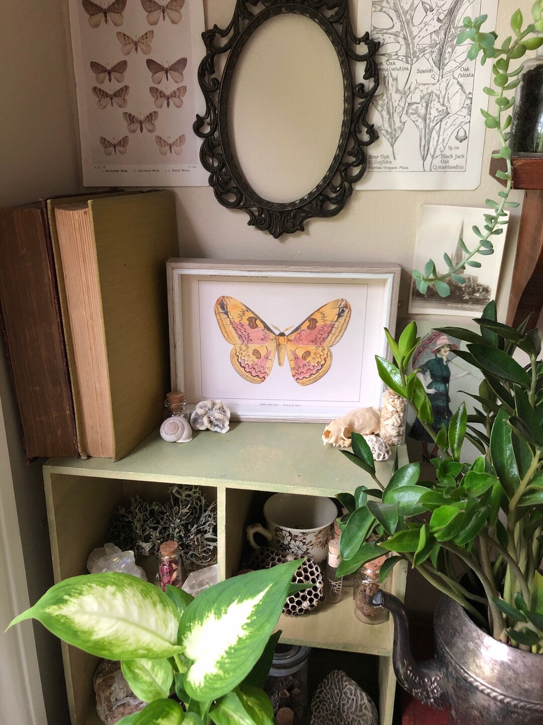 Loepa Giant Silkworm Moth Natural History Print | 5x7 Print ...