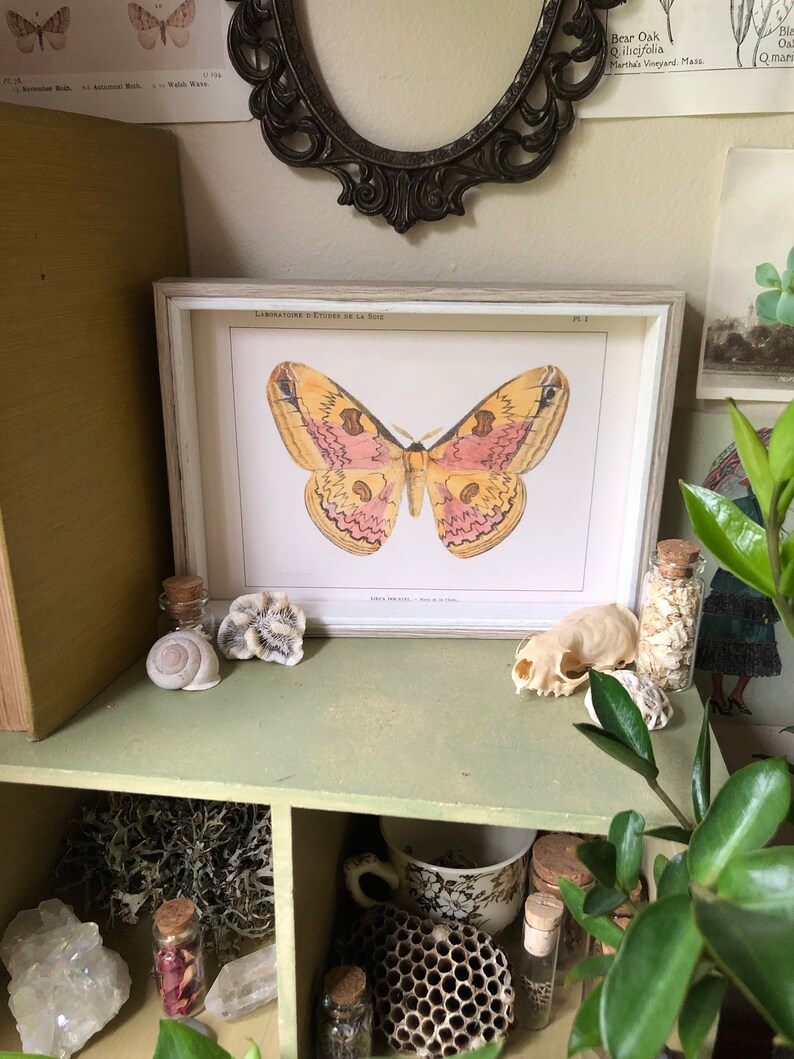 Loepa Giant Silkworm Moth Print: Vintage Natural History Art (5x7) - Etsy