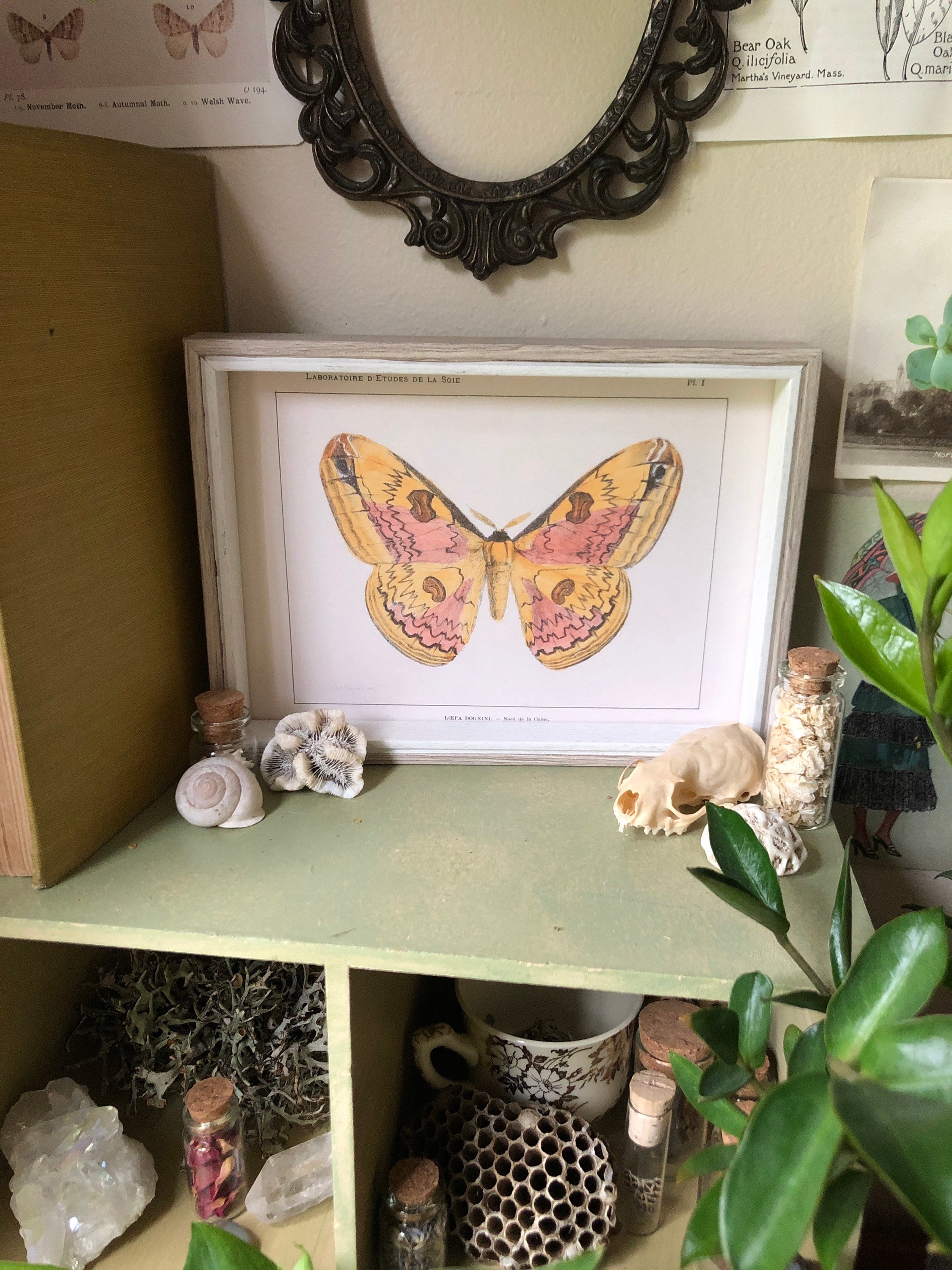 Loepa Giant Silkworm Moth Natural History Print 5x7 Print - Etsy