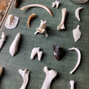 Bone Casting & Collecting Mystery Box Osteomancy Bone Divination Bones ...