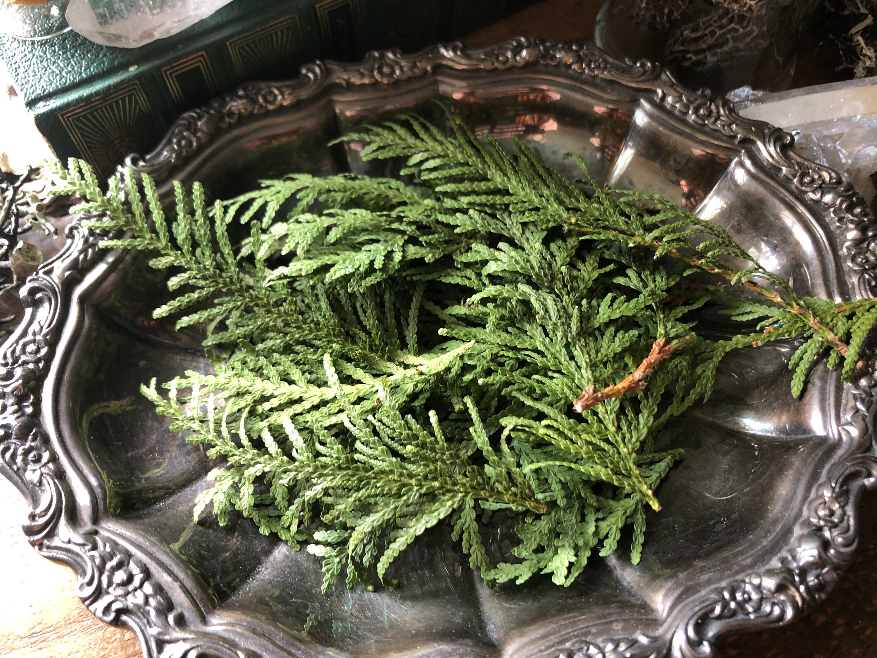 Dried Northern White Cedar Tips 0.5 Oz Fall Decor Fall - Etsy