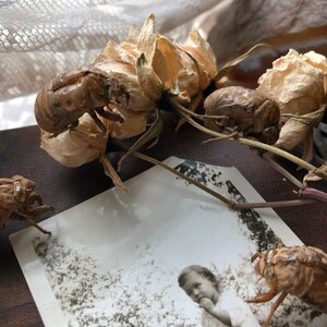 10 Cicada Exoskeletons Mixed Media Crafts for Cabinet of Curiosities ...