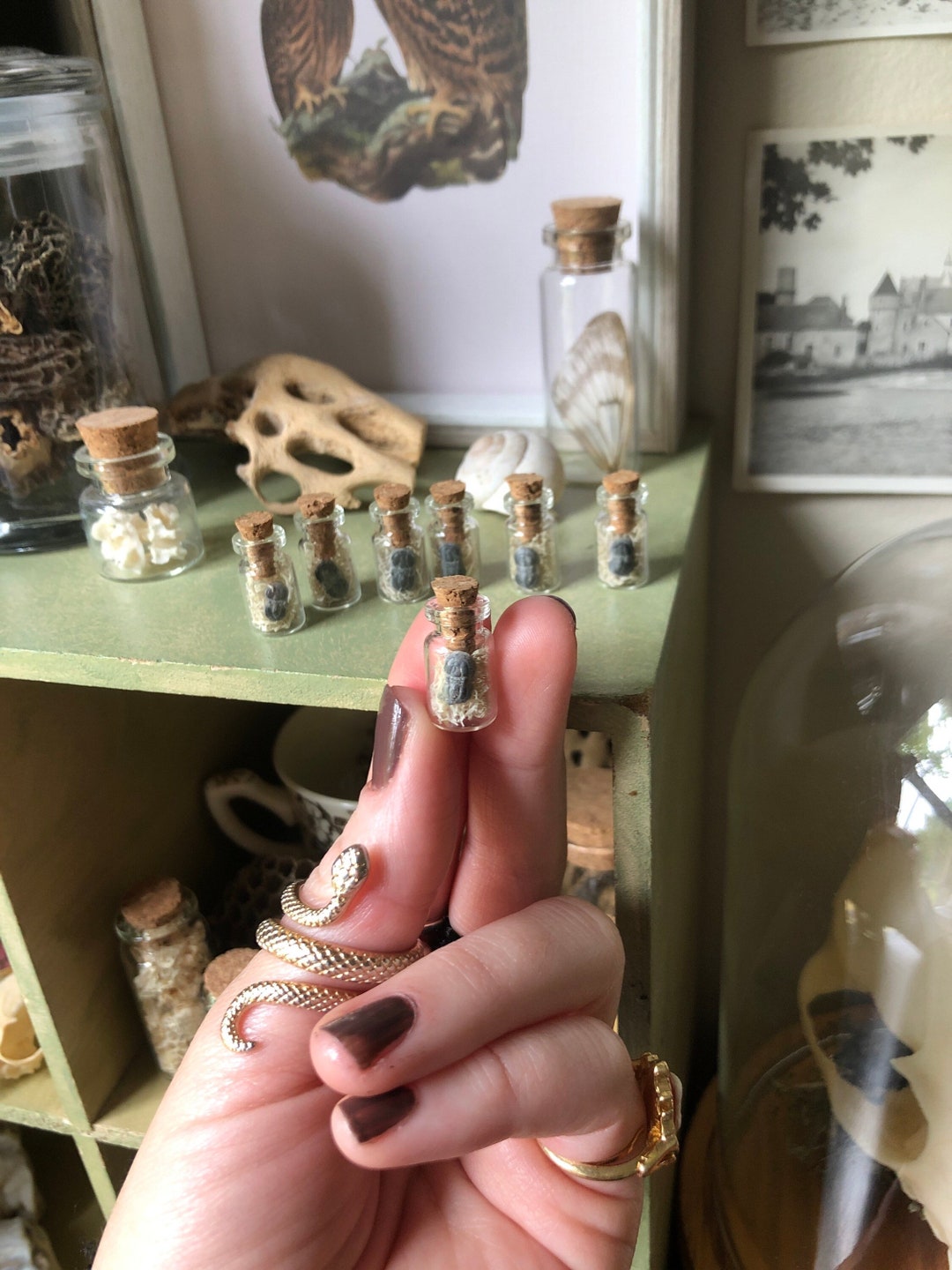 Peronopsis Trilobite in a Vial | Anthropod Fossil | Curiosity Cabinet ...