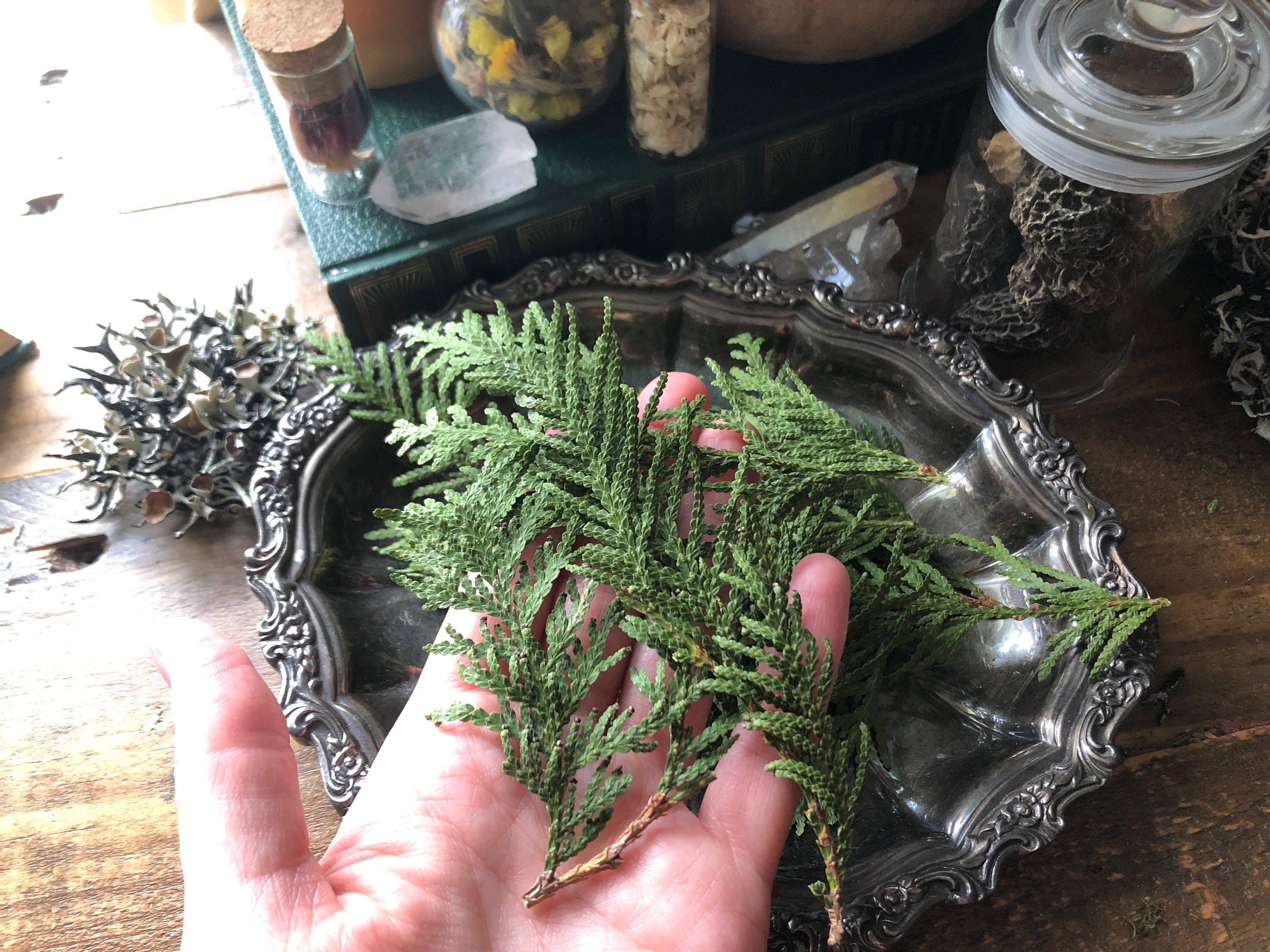 Dried Northern White Cedar Tips 0.5 Oz Fall Decor Fall - Etsy