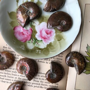 Whole Polished Ammonite Crystallized Fossil A Grade Real Cephalopods ...