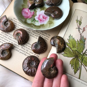 Whole Polished Ammonite Crystallized Fossil A Grade Real Cephalopods ...