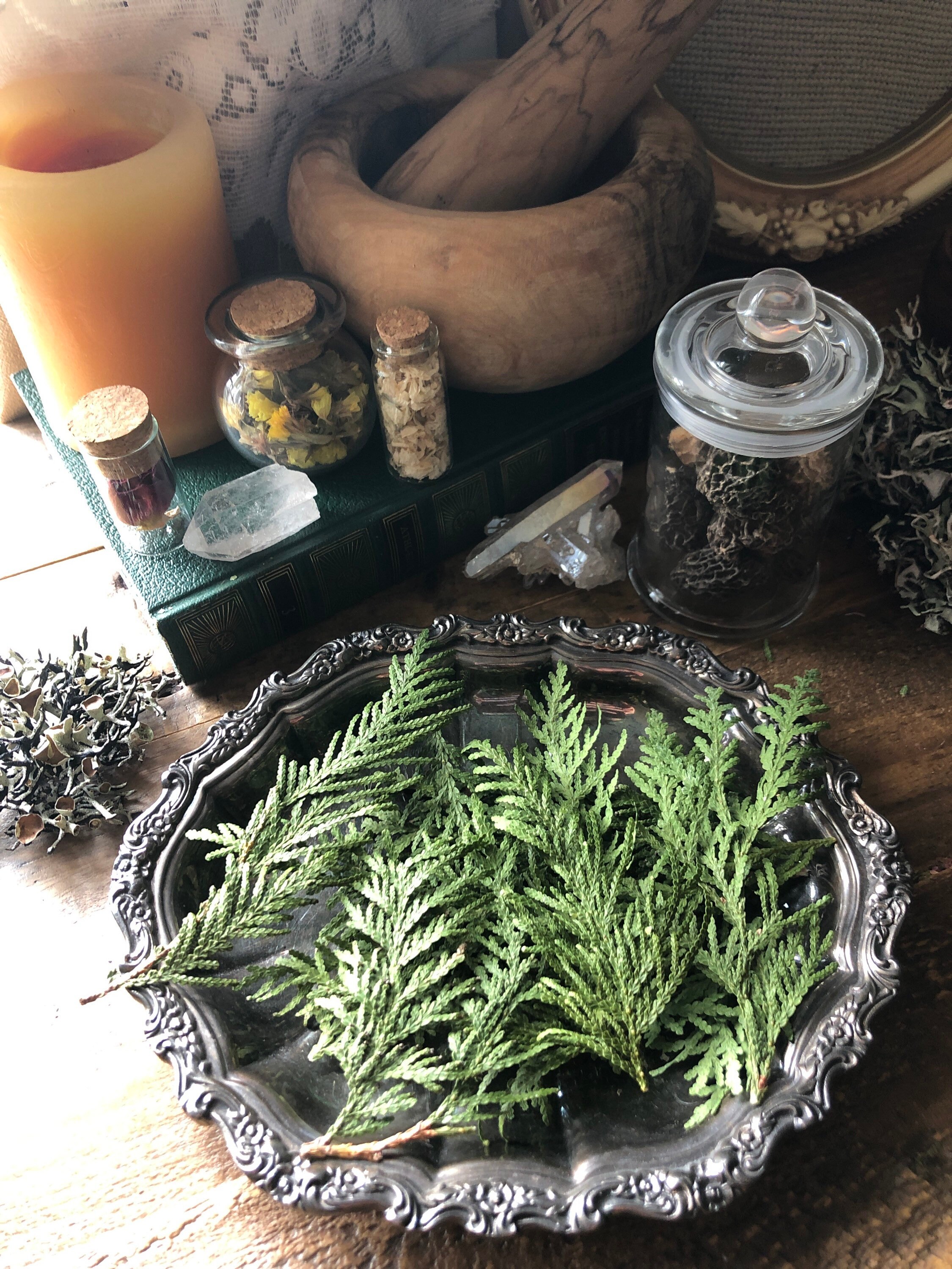 Dried Northern White Cedar Tips 0.5 Oz Fall Decor Fall - Etsy