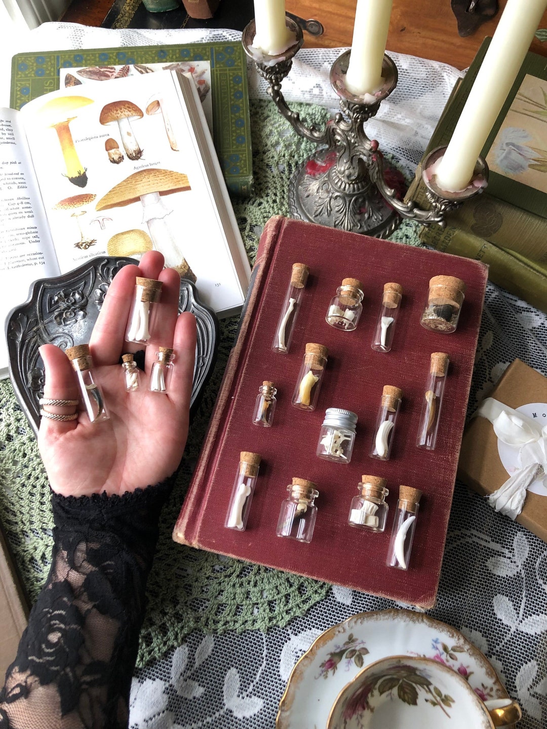 5 Item Bone, Tooth, & Claw Vial Mystery Box Gift Set Curiosities and ...