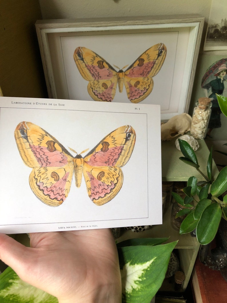 Loepa Giant Silkworm Moth Print: Vintage Natural History Art (5x7) - Etsy