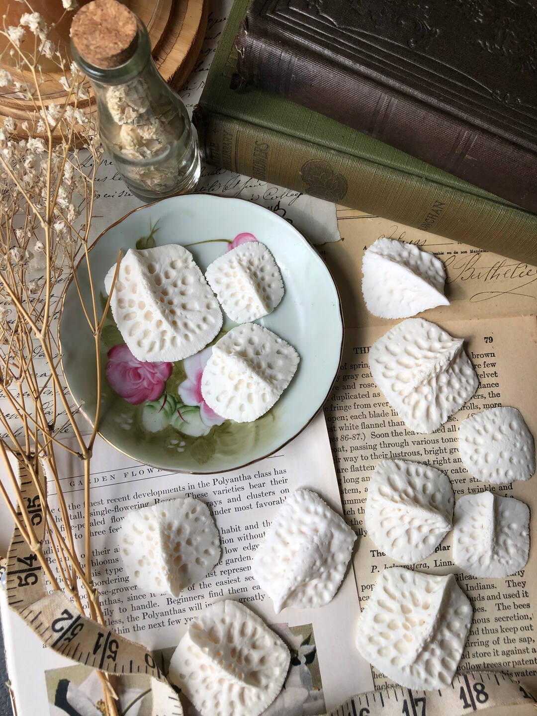 5 Alligator Scutes | Alligator Osteoderms | Curiosity Cabinet Display ...