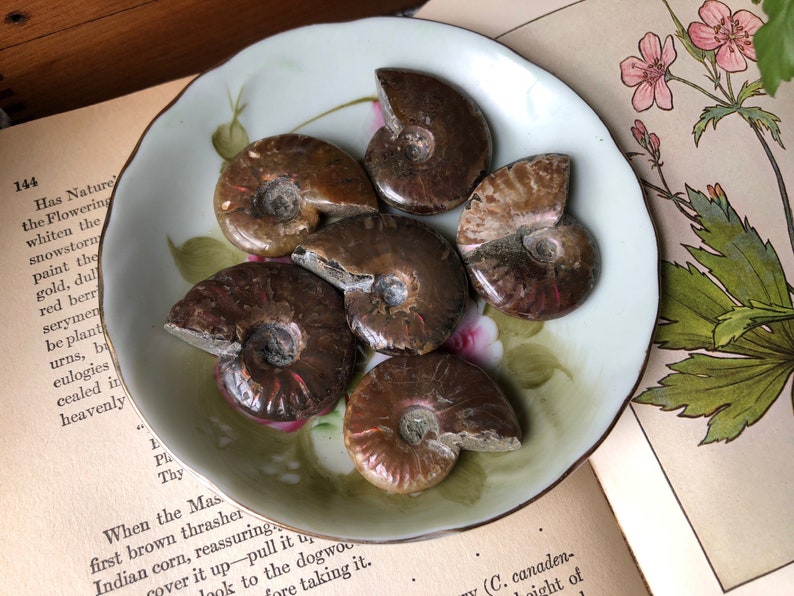 Whole Polished Ammonite Crystallized Fossil Real Cephalopods - Etsy