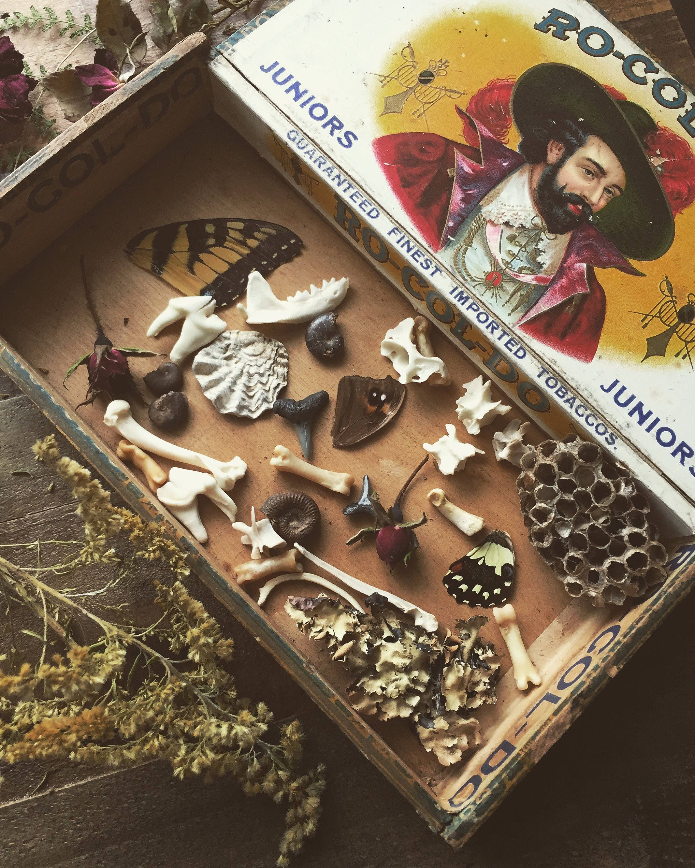 20 Item Curiosities Mystery Box Gift Real Animal Bones | Etsy Canada