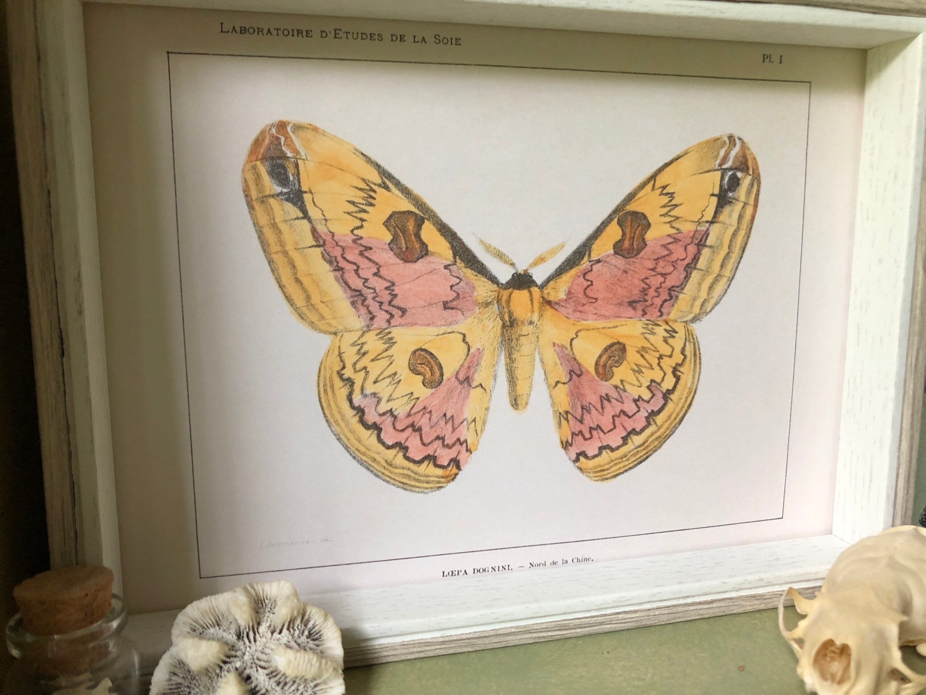 Loepa Giant Silkworm Moth Print: Vintage Natural History Art (5x7) - Etsy