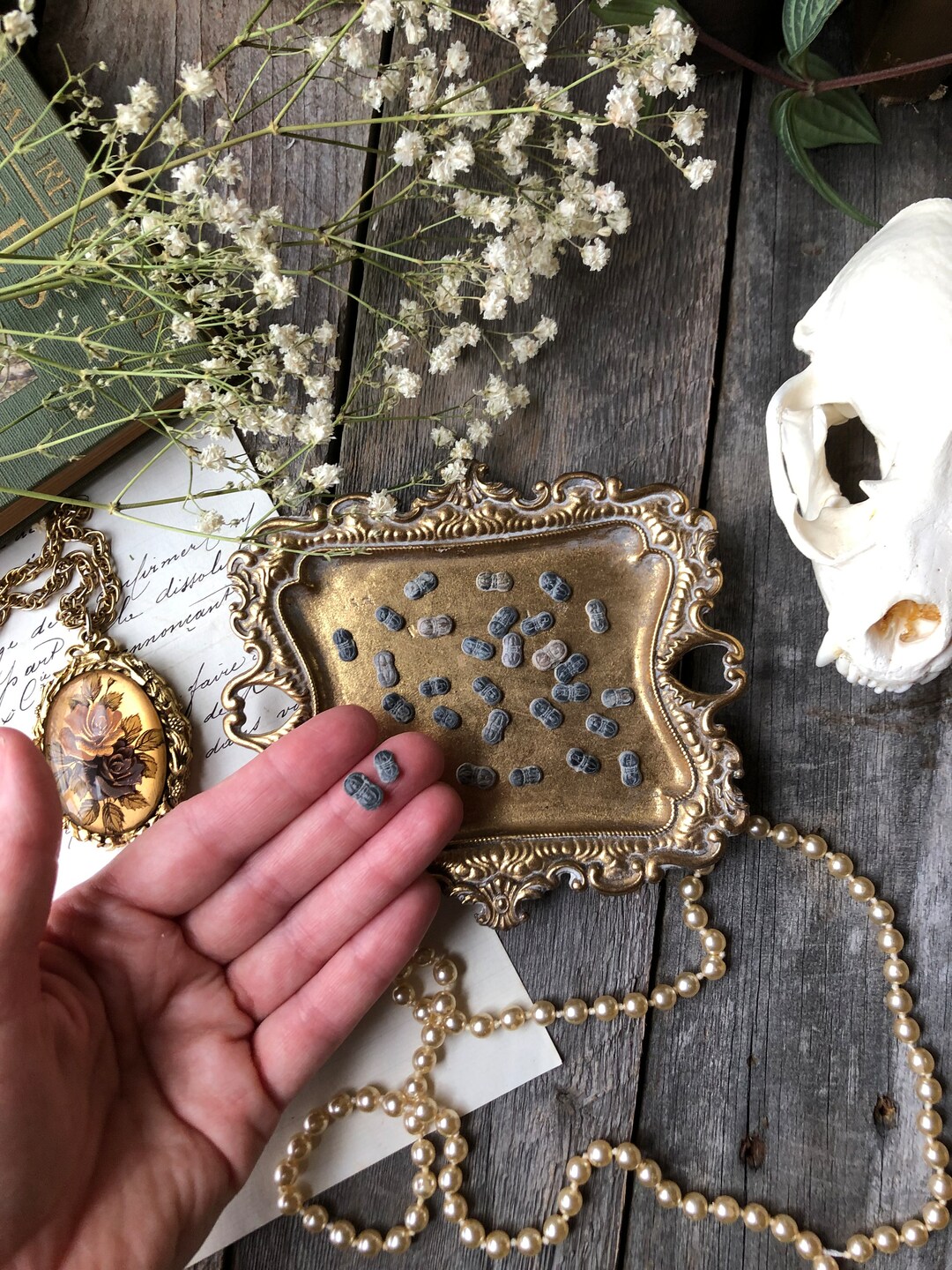 1 Real Tiny Peronopsis Trilobite | Arthropod Fossil | Curiosity Cabinet ...