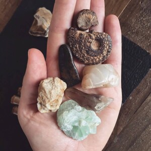 20 Item Curiosities Mystery Box Gift Real Animal Bones Fossils ...