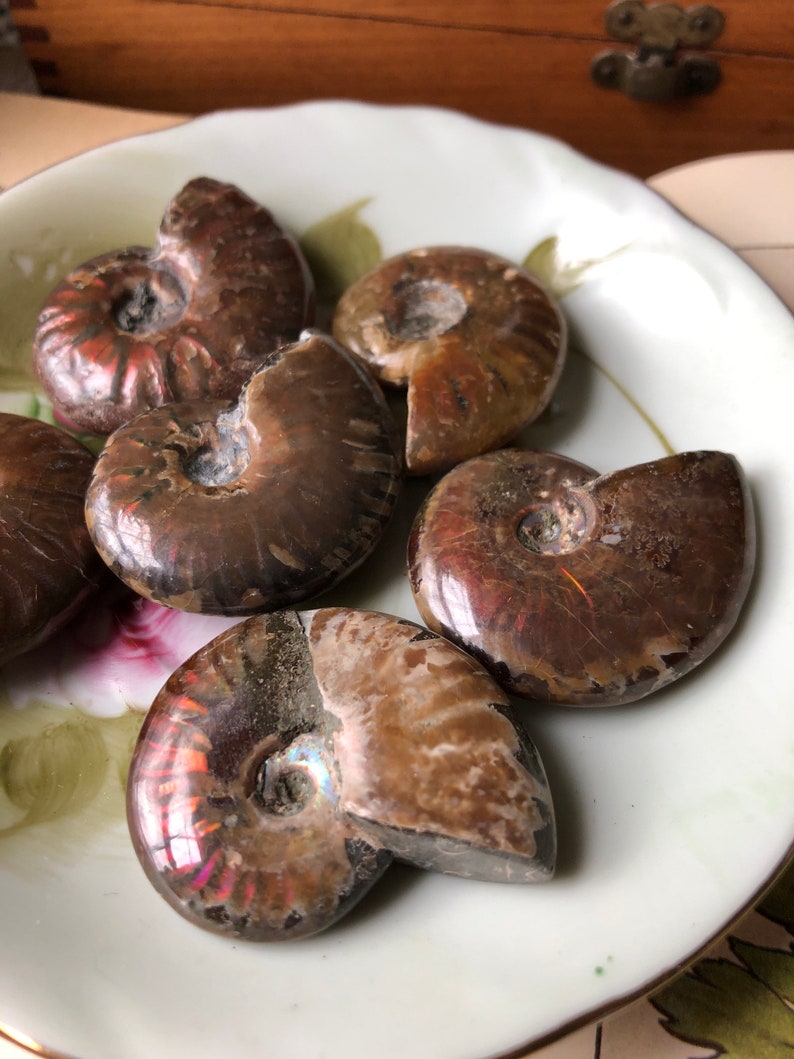 Whole Polished Ammonite Crystallized Fossil Real Cephalopods - Etsy