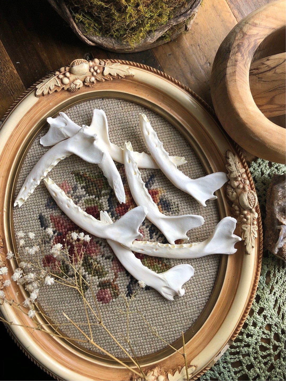 1 Real Fox Jawbone Craft Grade no Teeth Curiosity Cabinet Real Animal ...