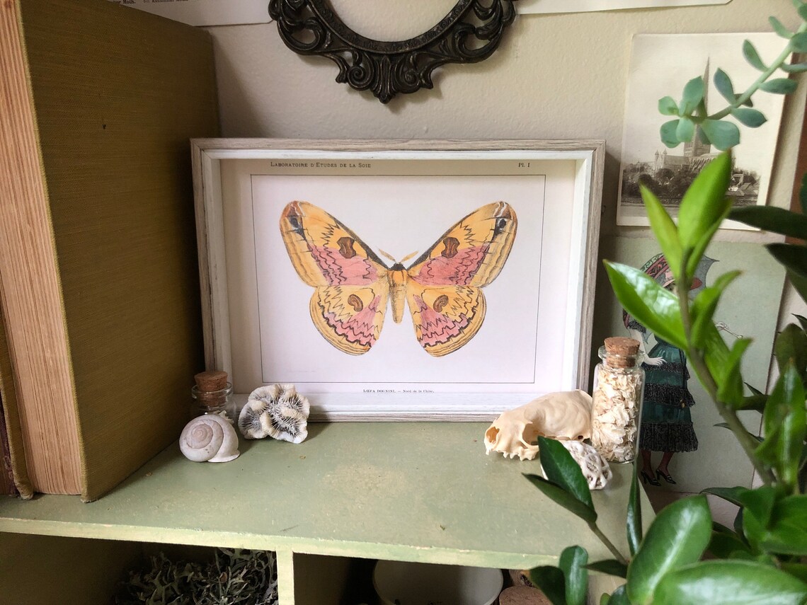 Loepa Giant Silkworm Moth Natural History Print 5x7 Print - Etsy