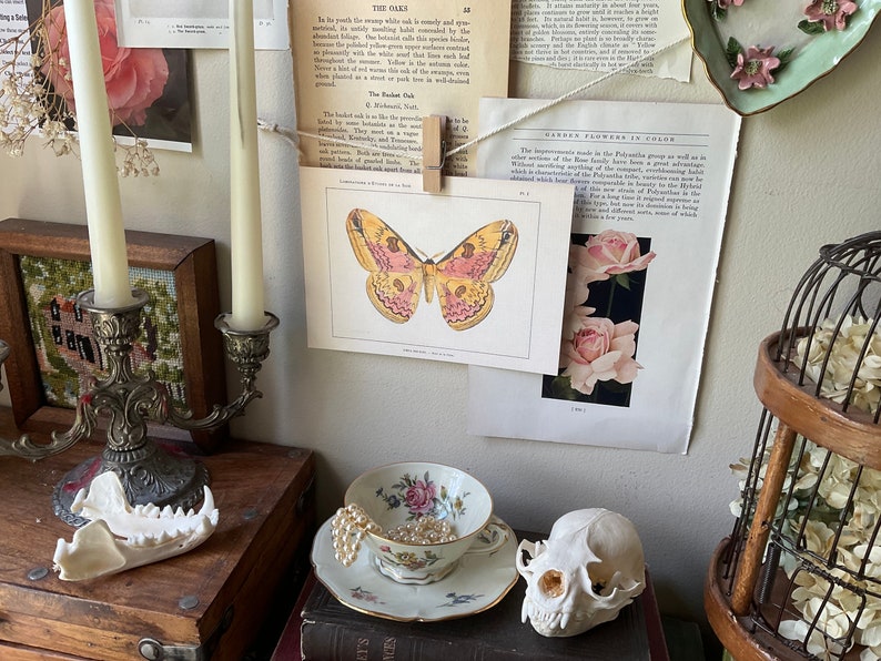 Loepa Giant Silkworm Moth Print: Vintage Natural History Art (5x7) - Etsy