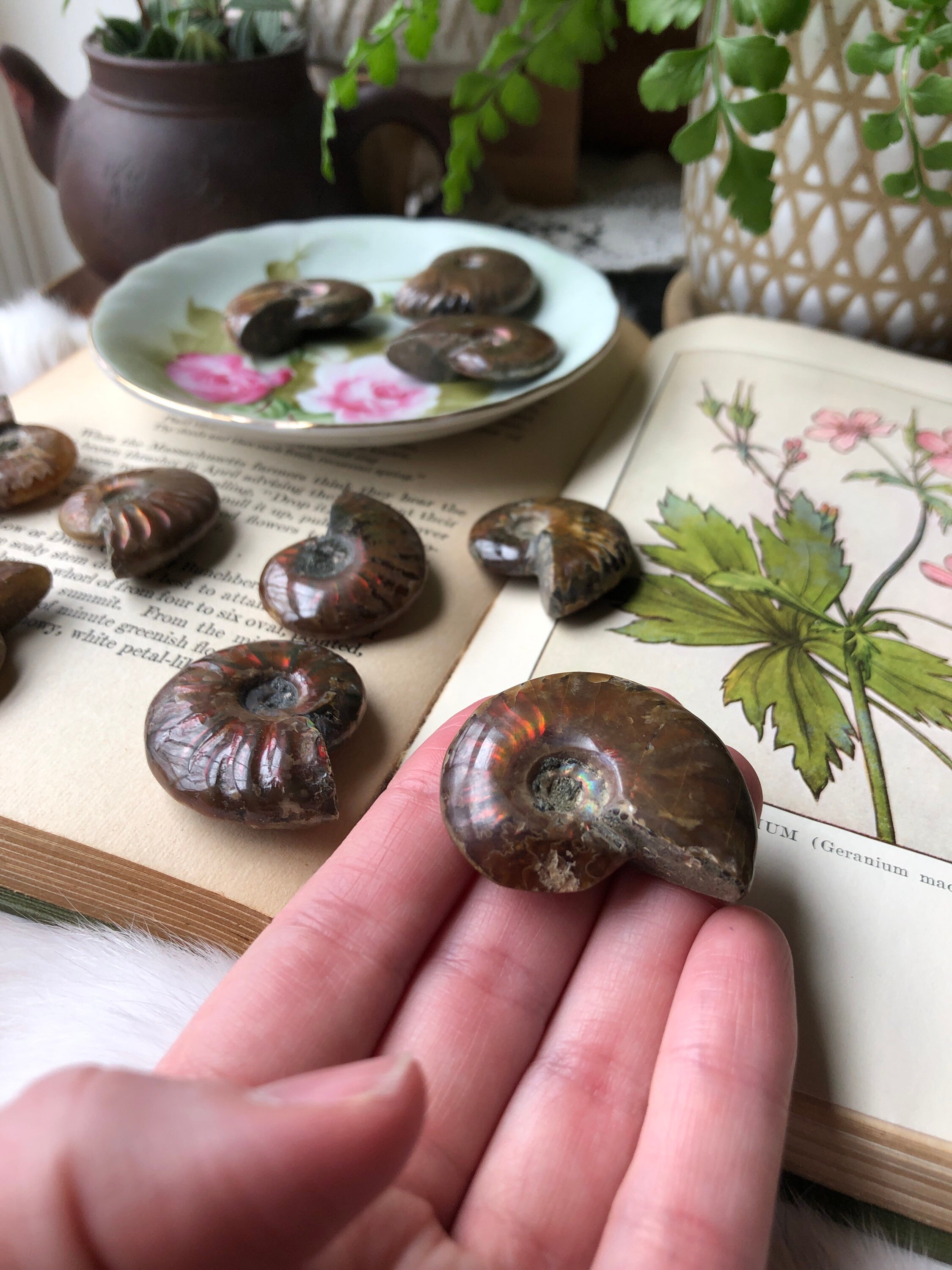 Whole Polished Ammonite Crystallized Fossil Real Cephalopods | Etsy